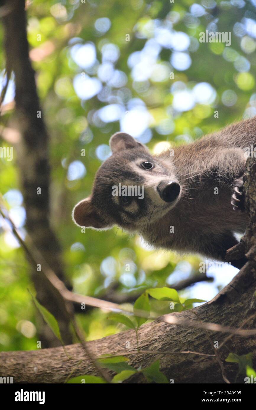 Small specimen of coati climbs trees 4 Stock Photo - Alamy