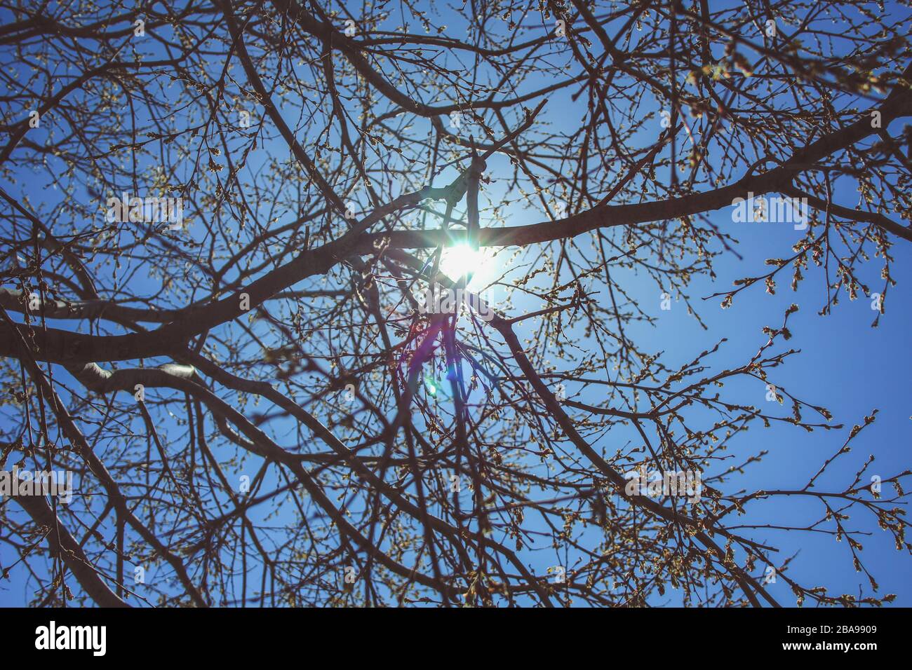 sun shines through tree with blue sky in background Stock Photo - Alamy