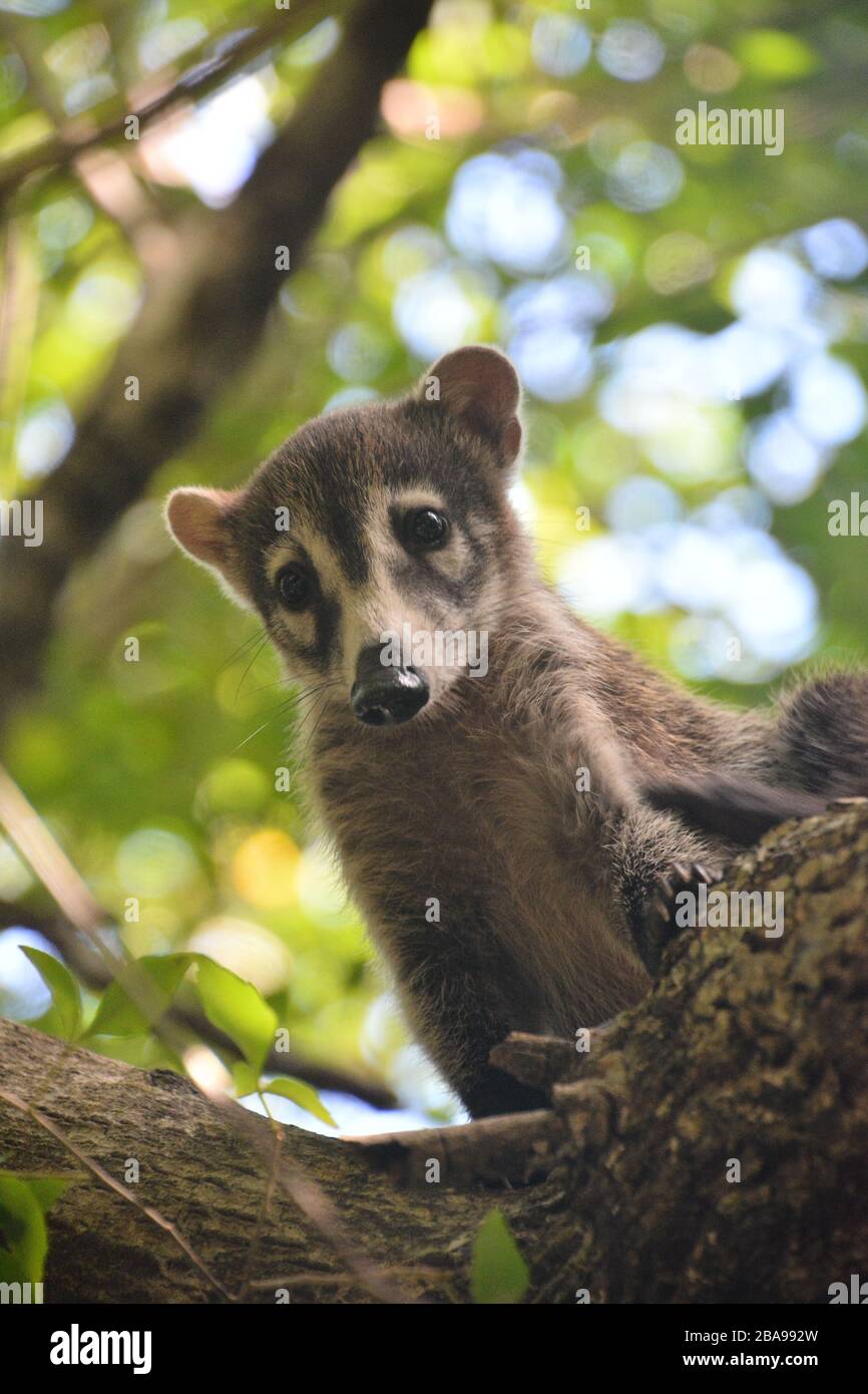 Small specimen of coati climbs trees 5 Stock Photo - Alamy
