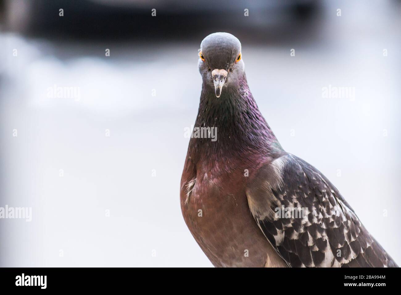 close-up photo of a pigeon with beautiful light from sun Stock Photo ...