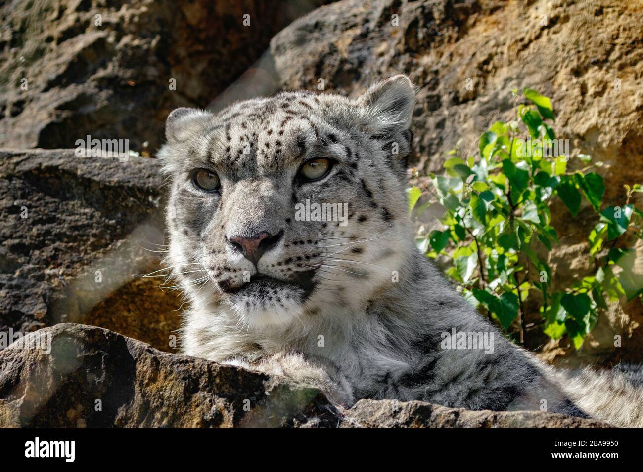 Leopard head close up hi-res stock photography and images - Alamy