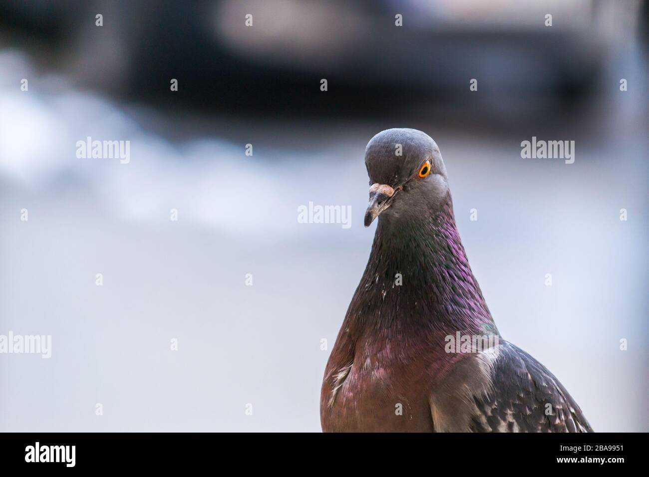 close-up photo of a pigeon with beautiful light from sun Stock Photo ...