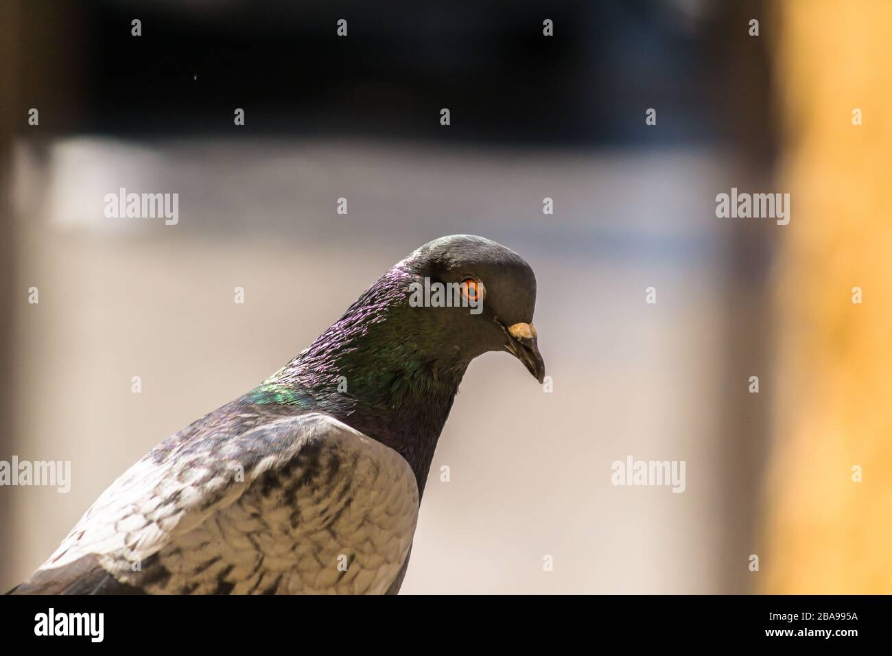close-up photo of a pigeon with beautiful light from sun Stock Photo ...
