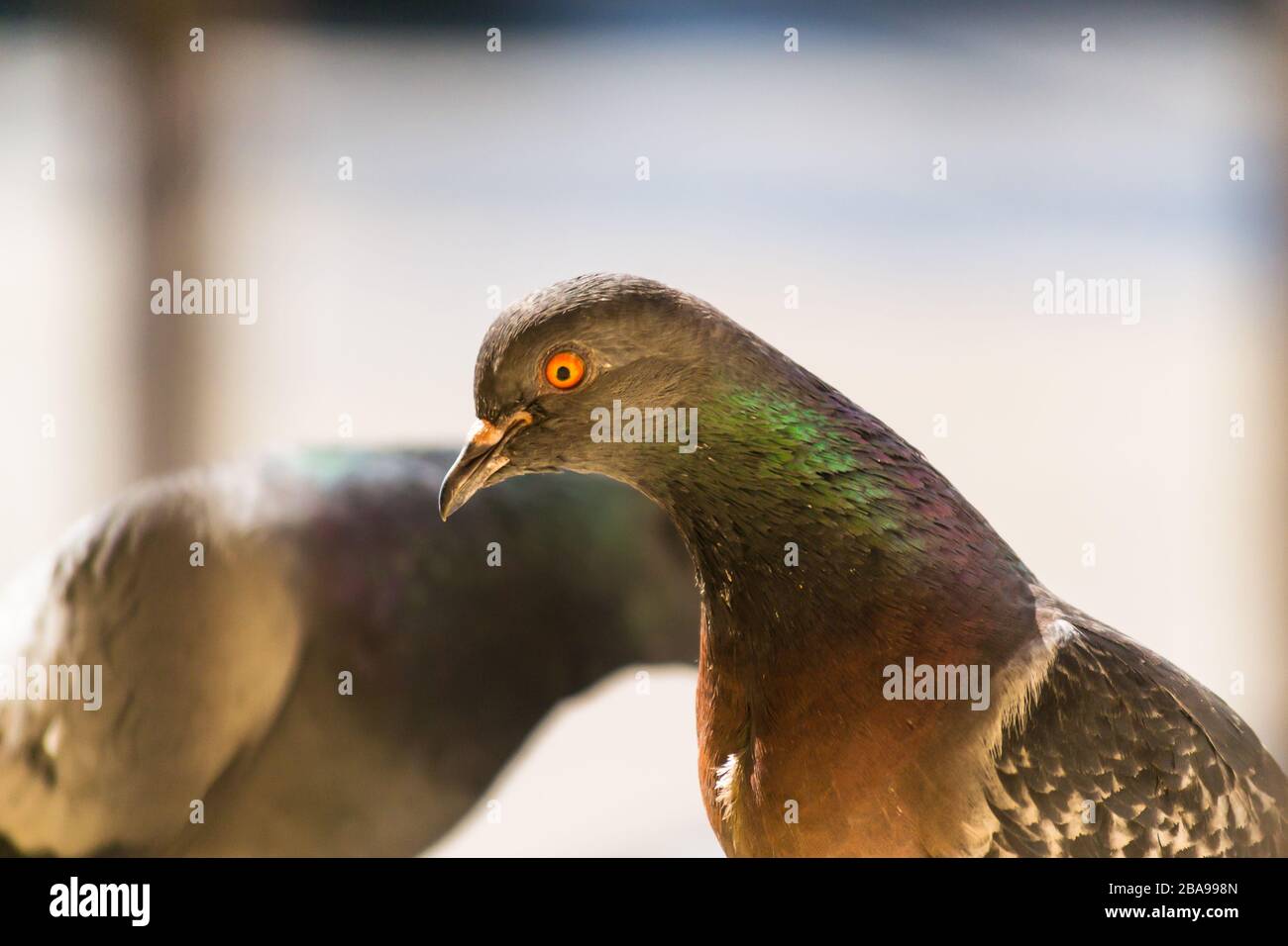 close-up photo of a pigeon with beautiful light from sun Stock Photo ...