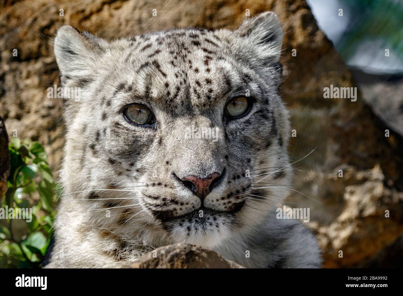 Leopard head close up hi-res stock photography and images - Alamy