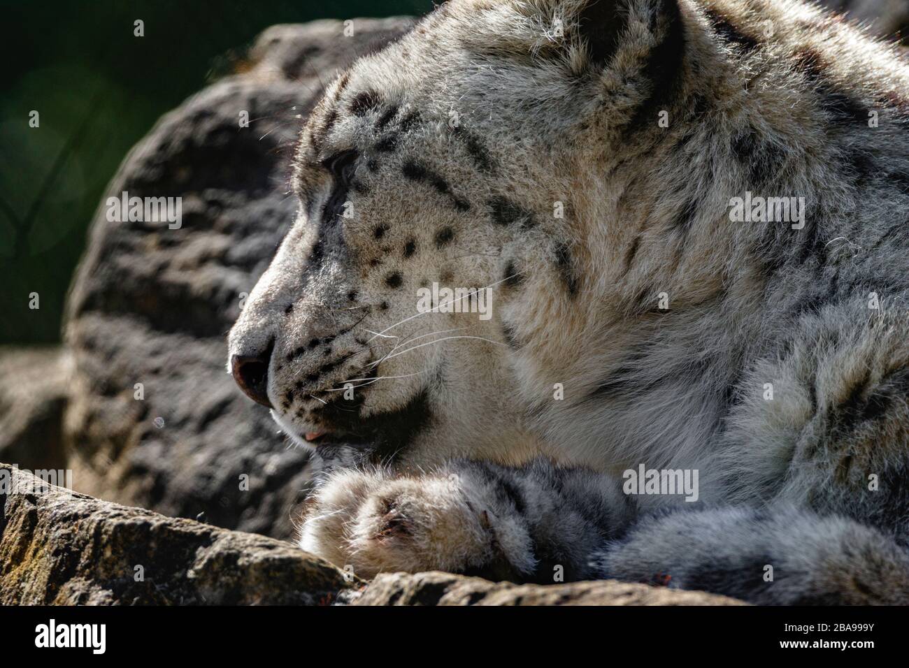 Close up head shot large hi-res stock photography and images - Alamy