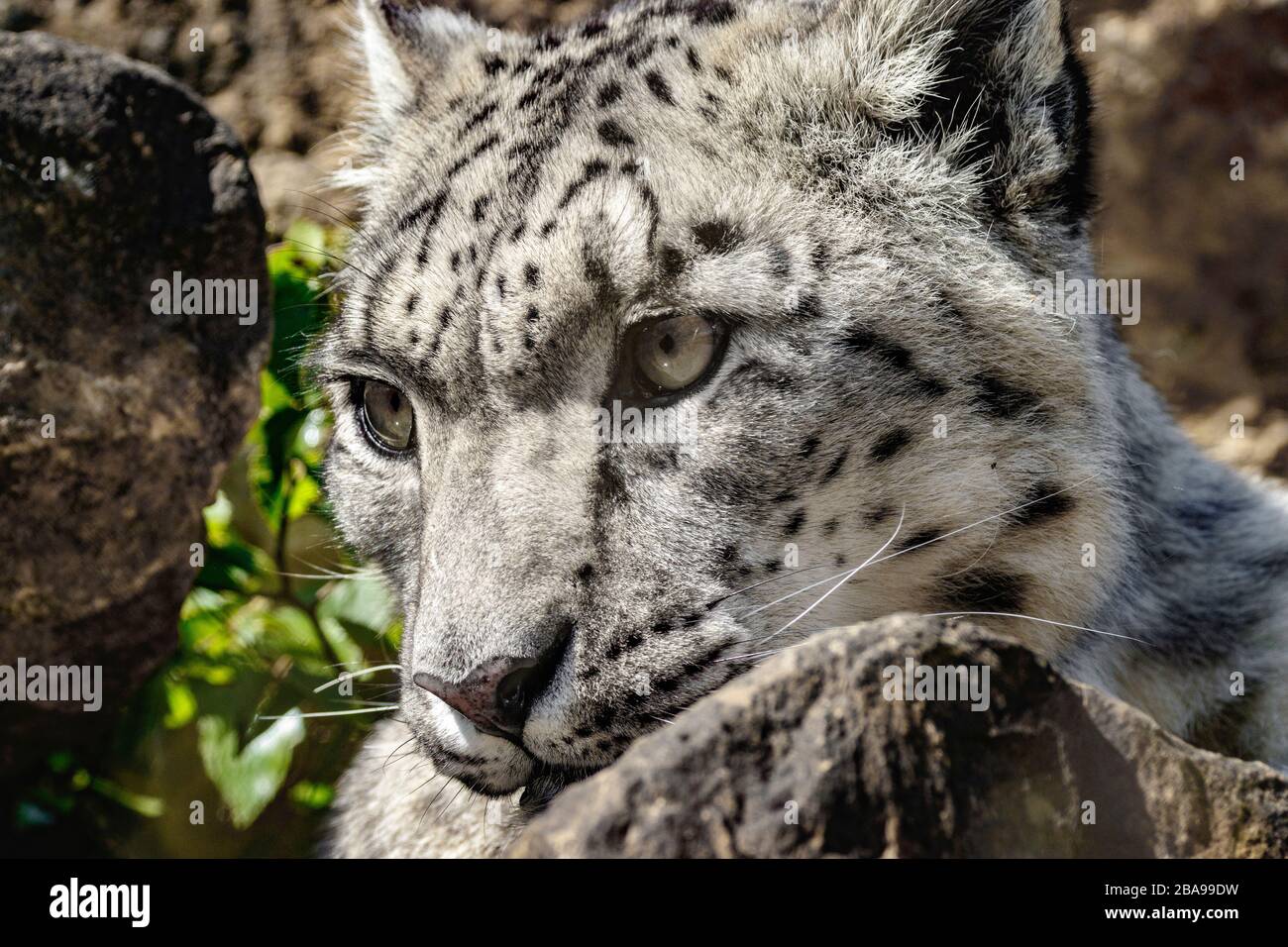 Snow leopard close up hi-res stock photography and images - Alamy