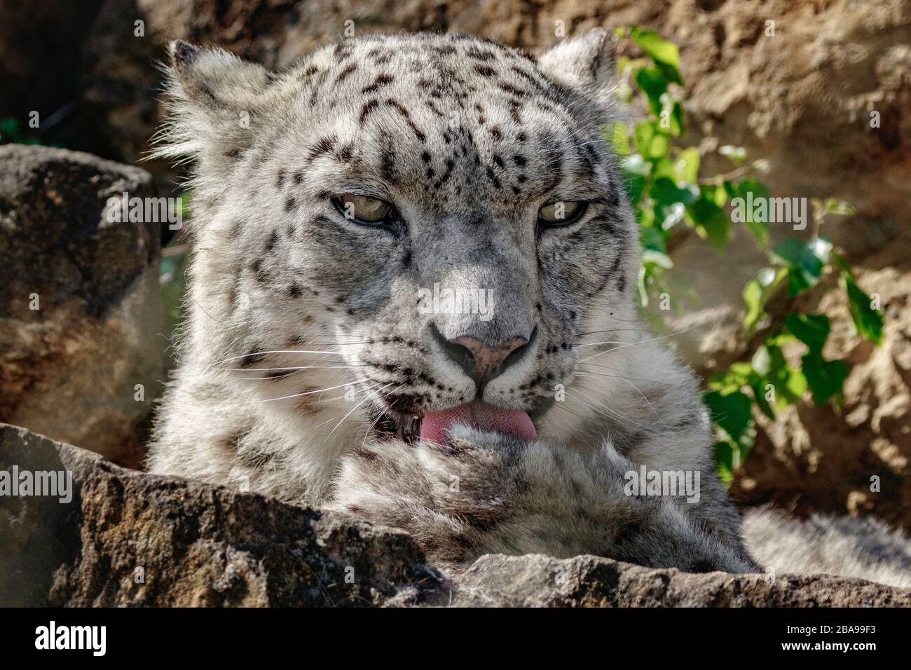 head shot of a snow leopard with tongue out Stock Photo - Alamy