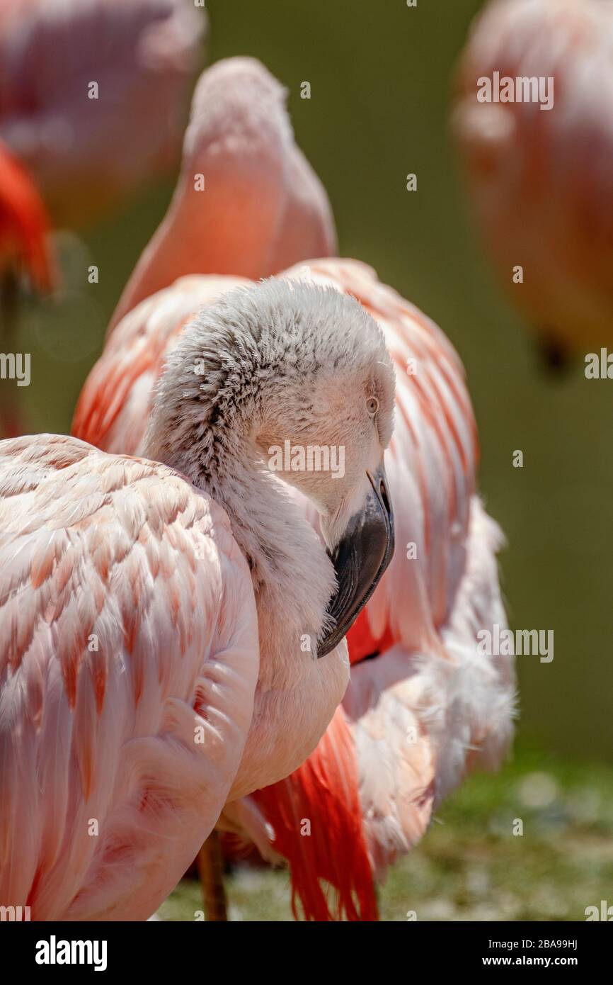 Vertical flamingos hi-res stock photography and images - Alamy