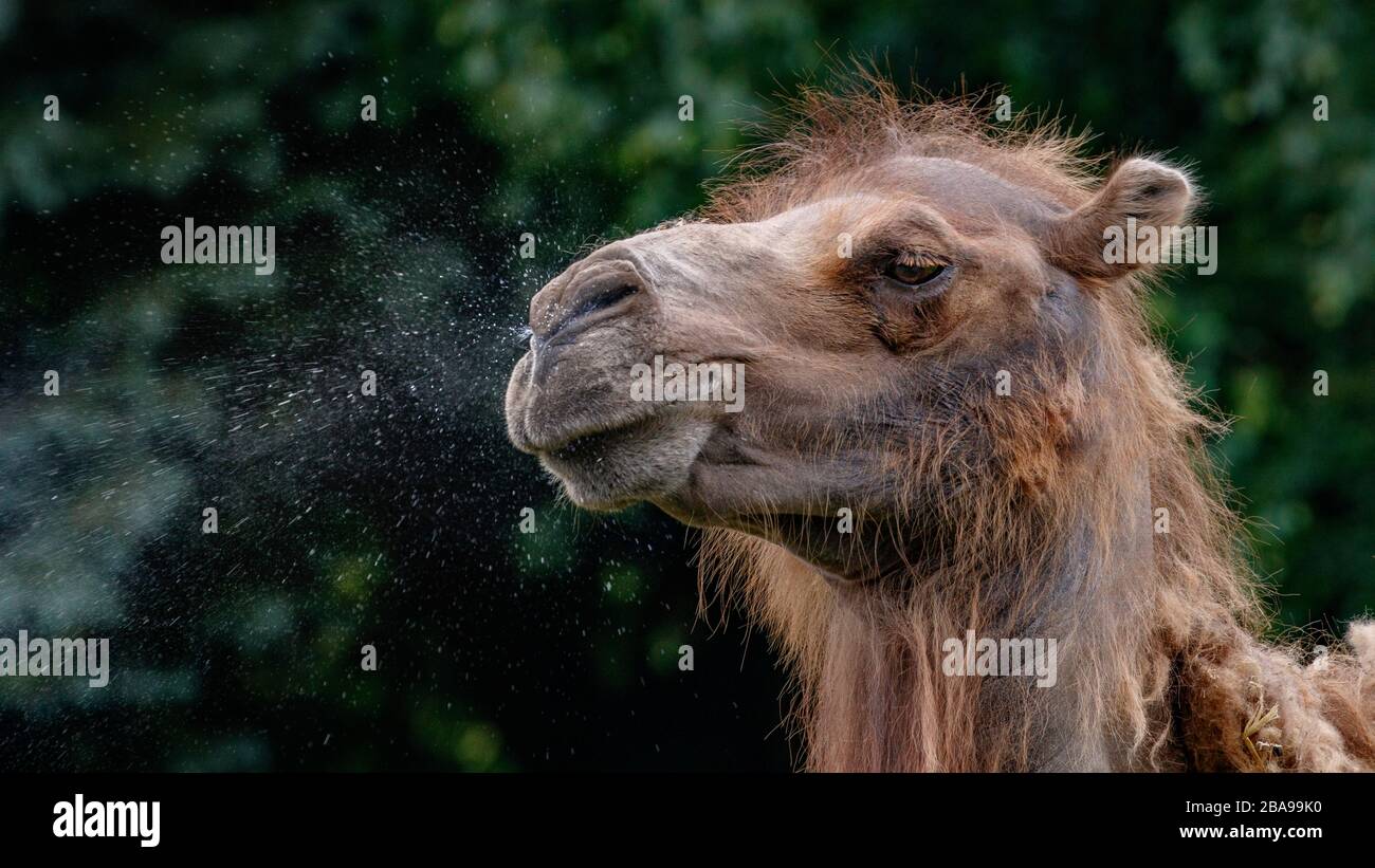 Spitting Camels