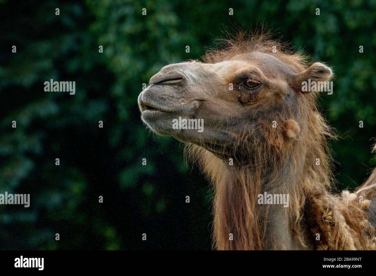 Bactrian camel side view of the head Stock Photo - Alamy