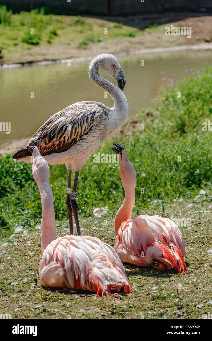 Three feather hi-res stock photography and images - Alamy