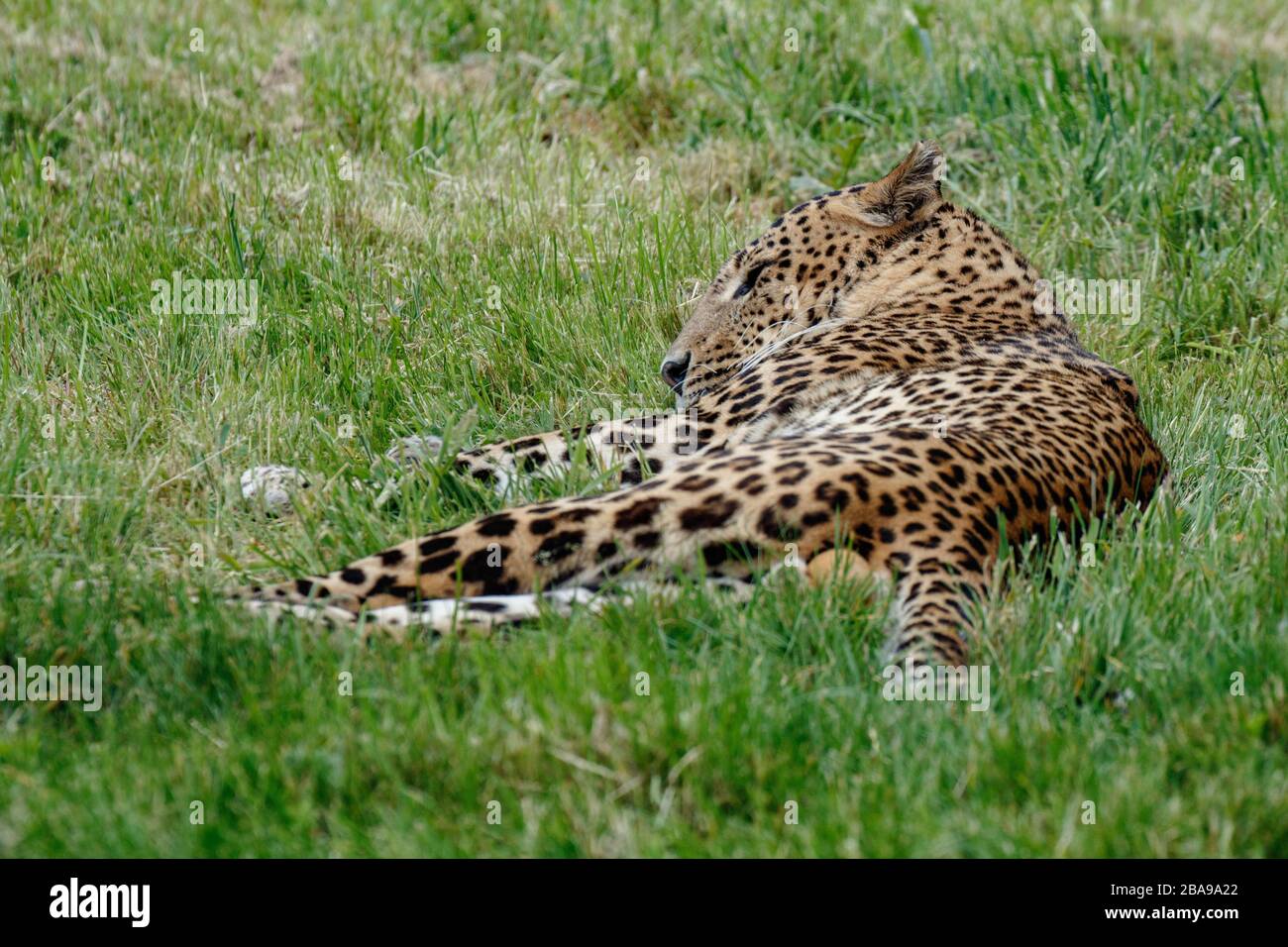Tall african grass hi-res stock photography and images - Alamy