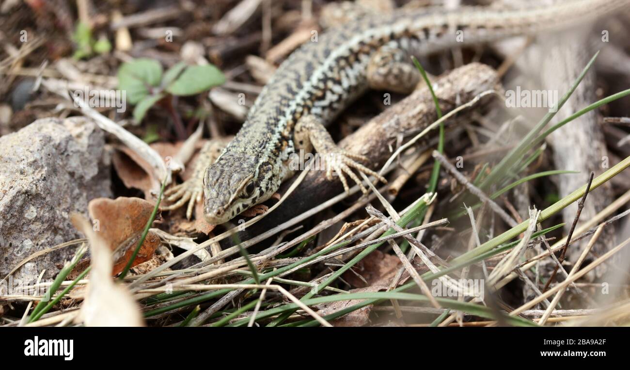 Common colored lizard hi-res stock photography and images - Alamy