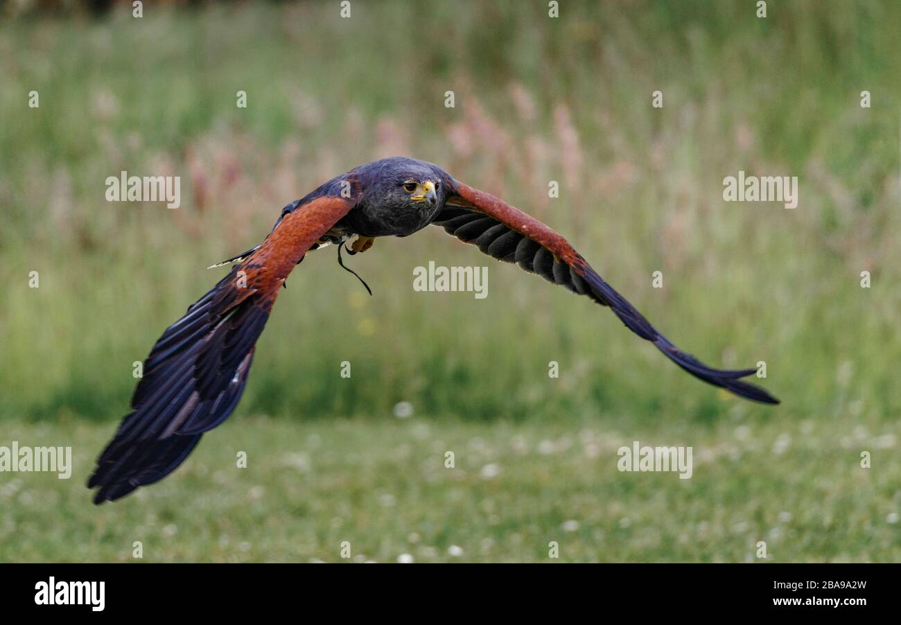 Side view of bird flying hi-res stock photography and images - Alamy
