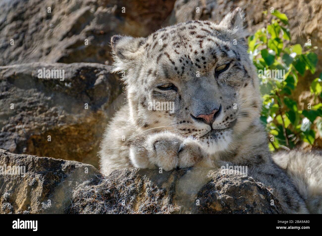 head shot of a snow leopard with tongue out Stock Photo - Alamy
