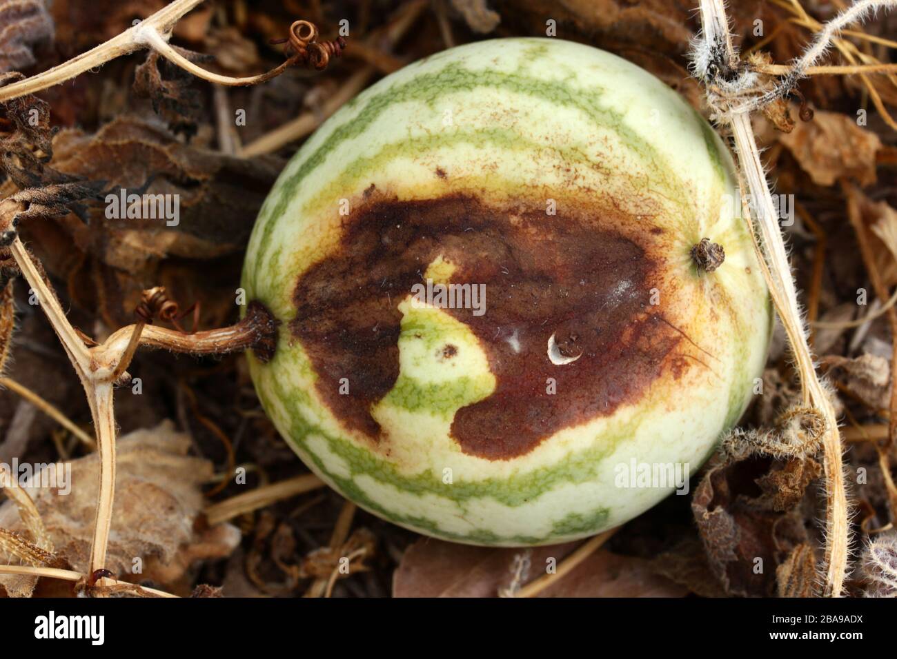Rotting vegetables field hi-res stock photography and images - Alamy