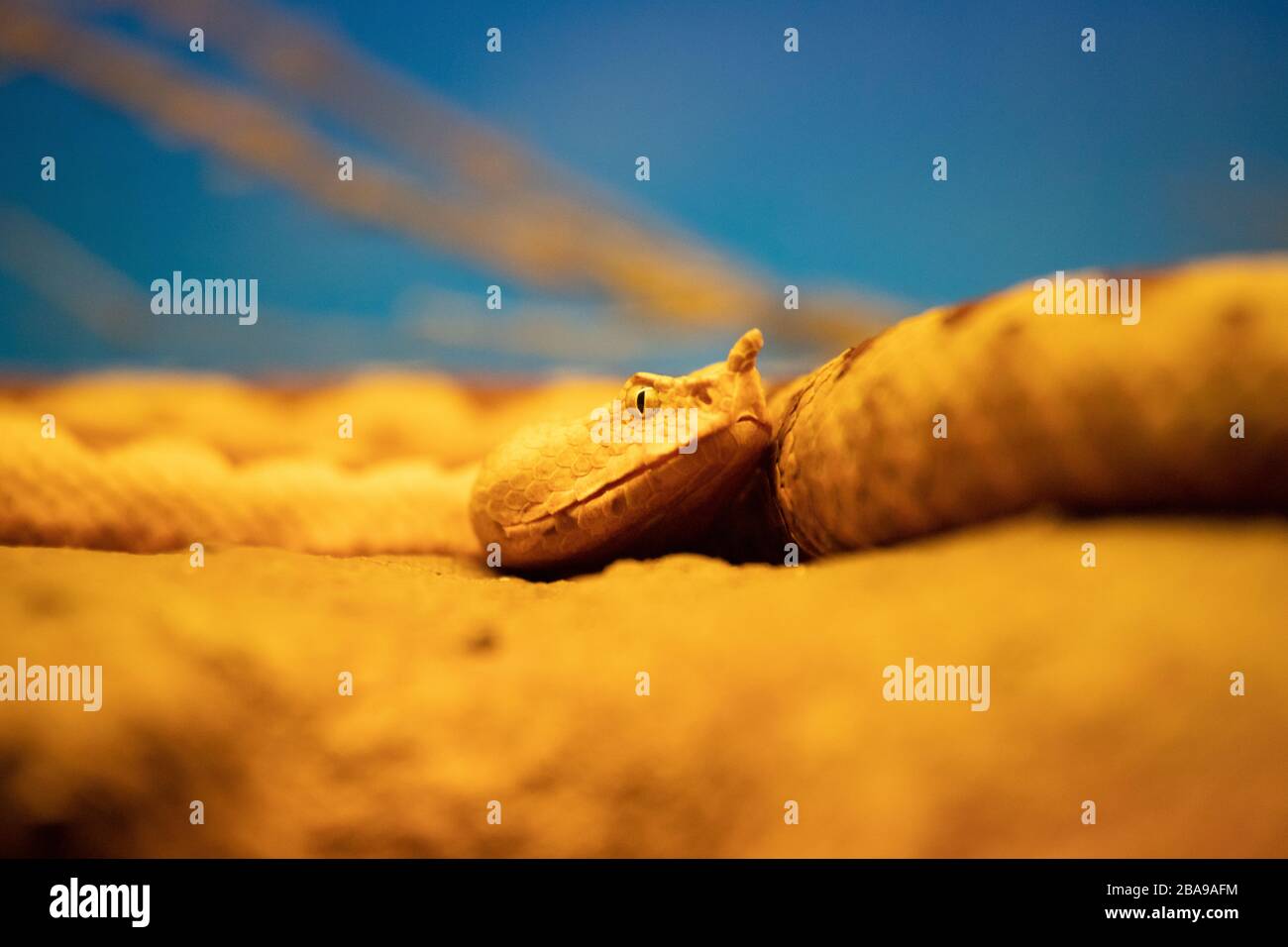 African Bush Viper High Resolution Stock Photography and Images - Alamy