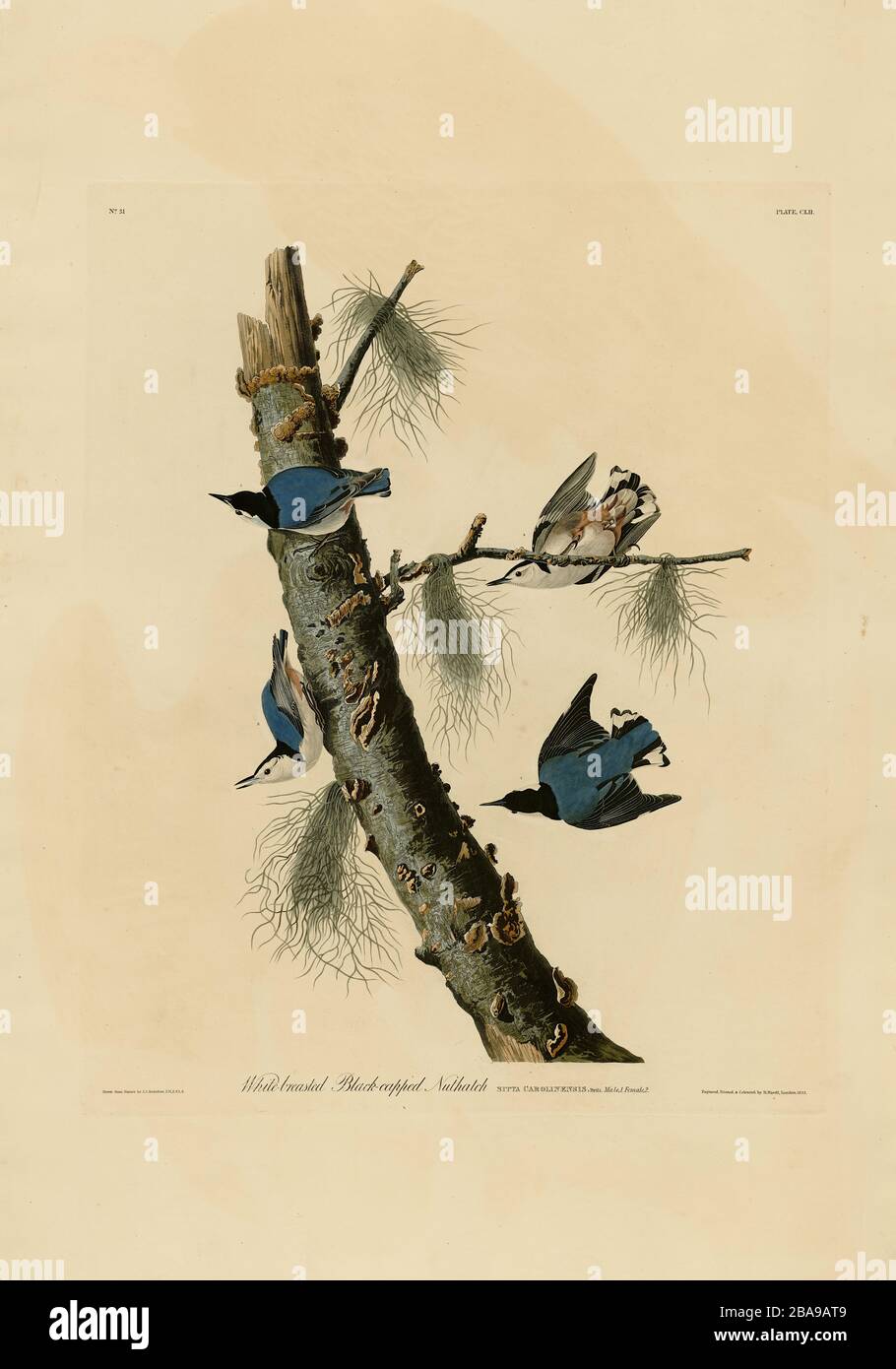 Plate 152 White-breasted Black-capped Nuthatch from The Birds of ...
