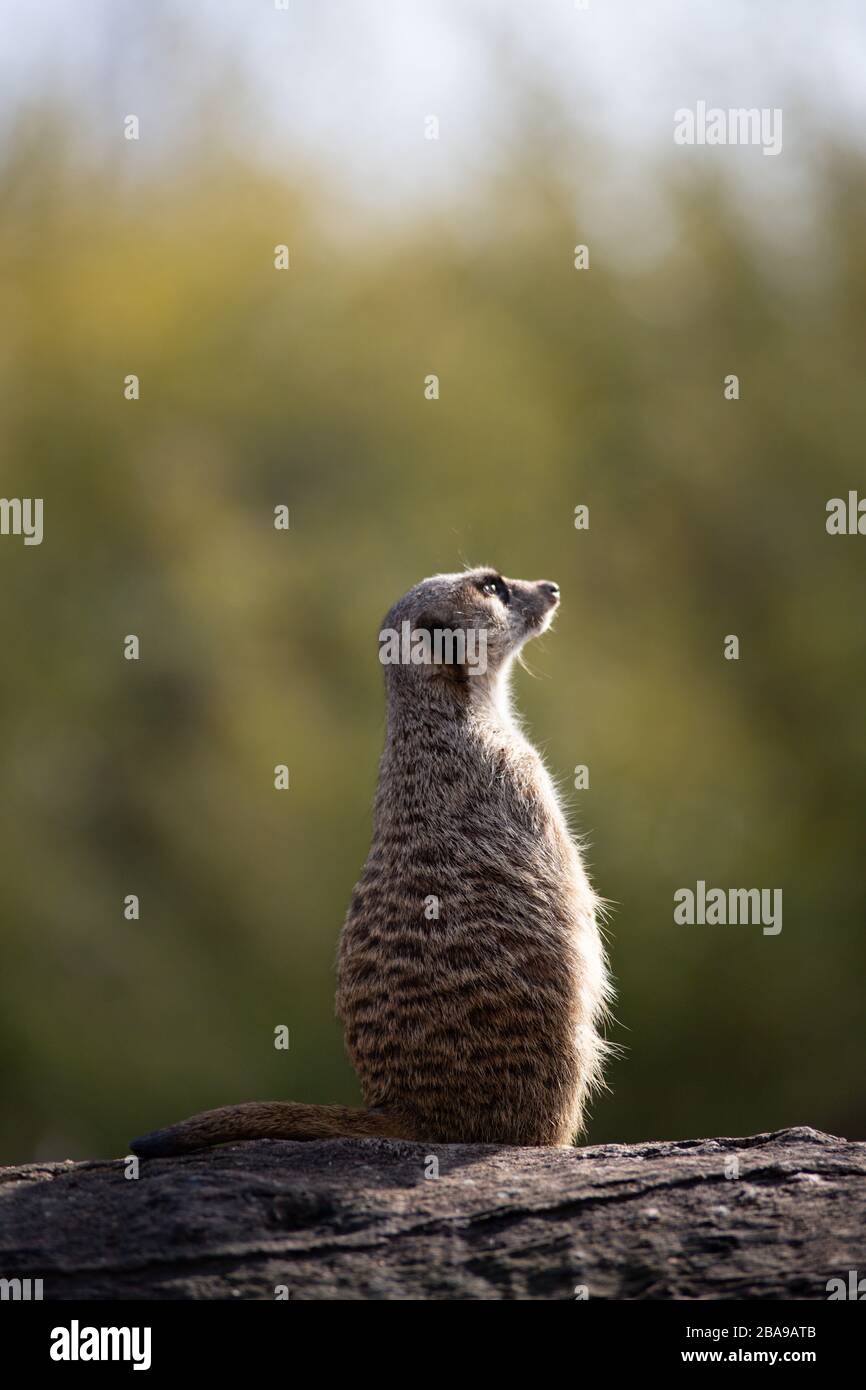 Portrait of an alert meerkat on a log into the wild Stock Photo - Alamy