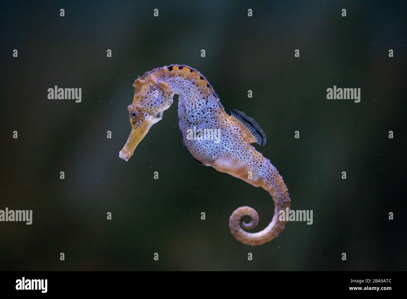 Portrait of a beautiful adult long snouted seahorse underwater into the ...