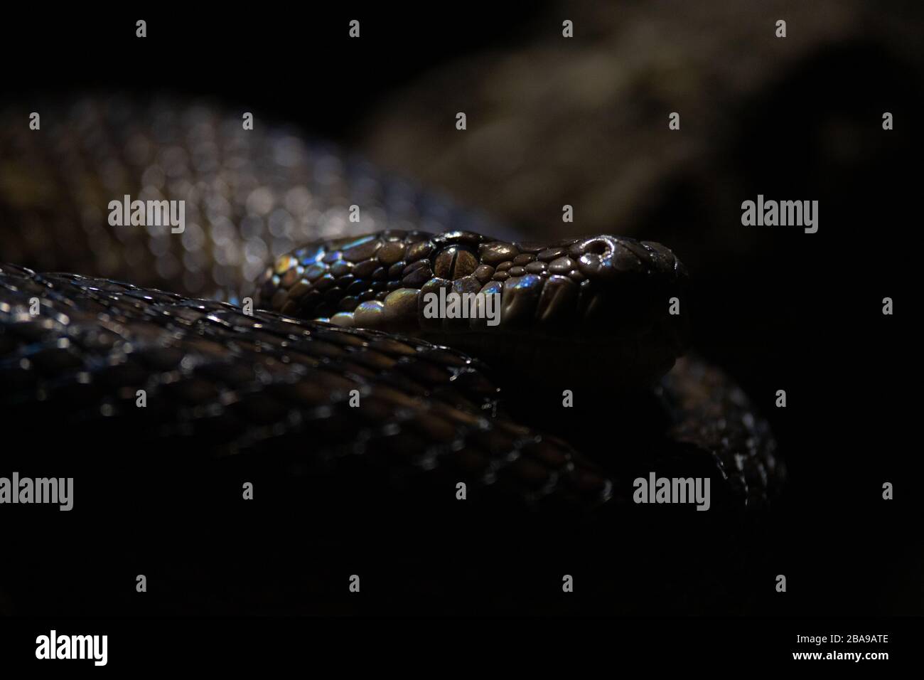 Facial portrait and colorful scales of an amethyst python in the dark ...