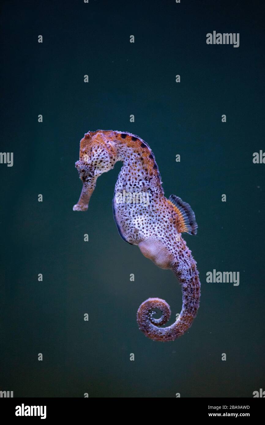 Seahorse rock hi-res stock photography and images - Alamy