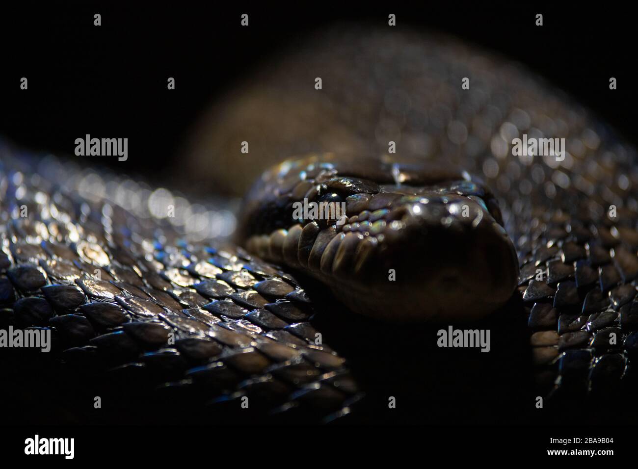 Facial portrait and colorful scales of an amethyst python in the dark ...