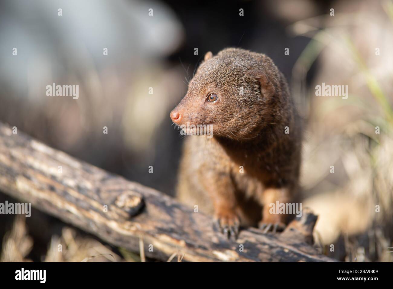 Mongoose behavior hi-res stock photography and images - Alamy