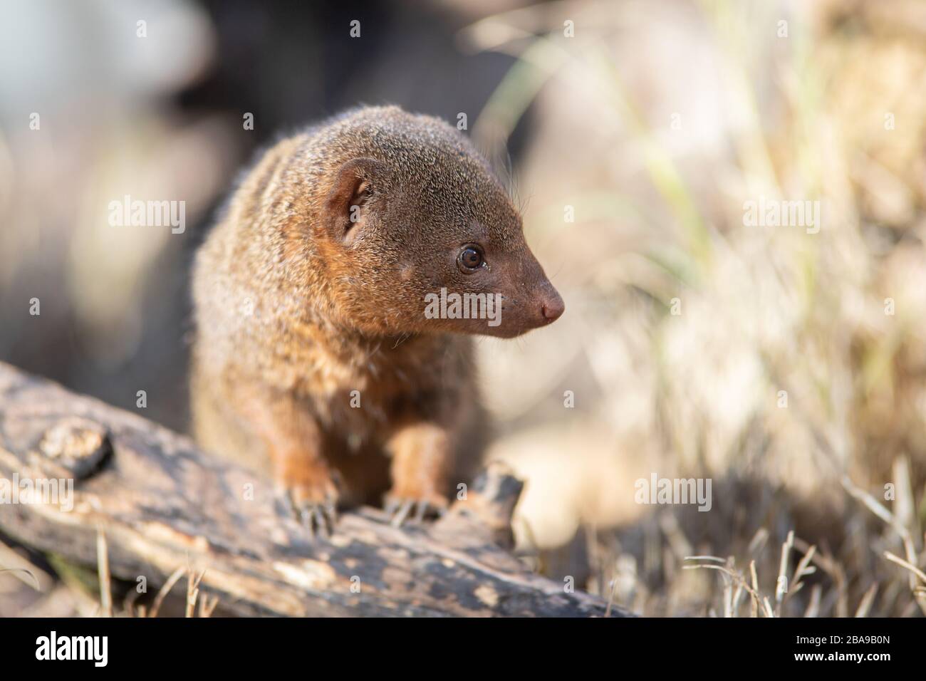 Dwarf mongoose female hi-res stock photography and images - Alamy
