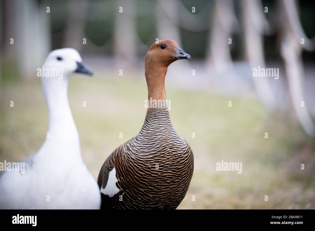 White Neck Male Goose High Resolution Stock Photography and Images - Alamy