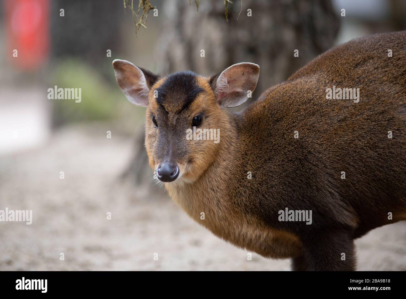 Face portrait of an adult female of muntjac deer in the forest Stock ...