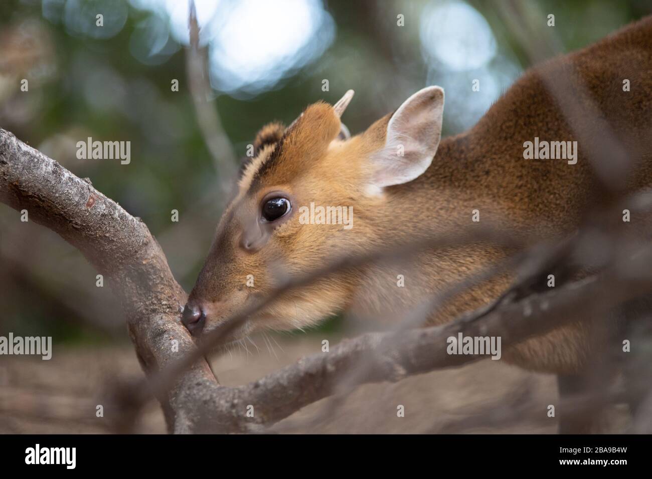 Muntjac Deer Teeth