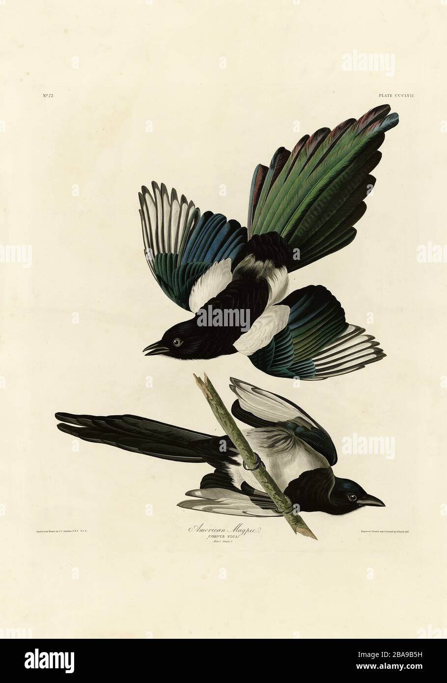 American Magpie Bird