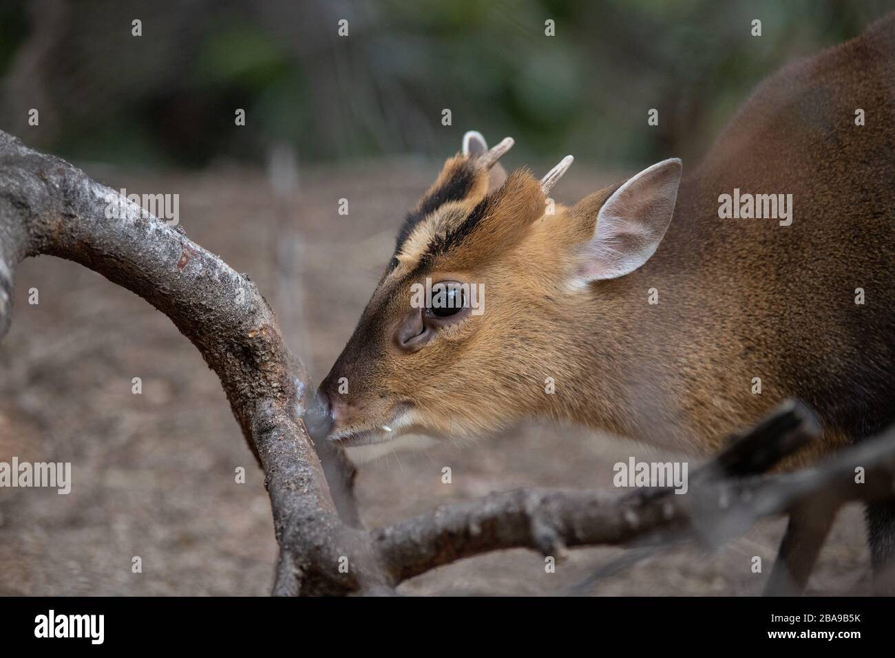 Portrait of an adult male muntjac deer rubbing its horns against a tree ...