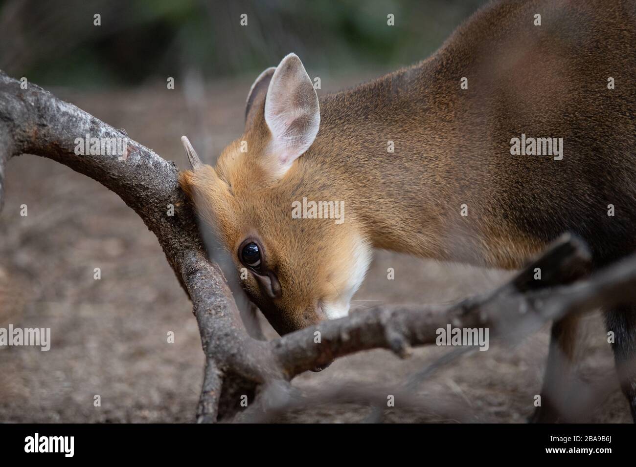 Portrait of an adult male muntjac deer rubbing its horns against a tree ...