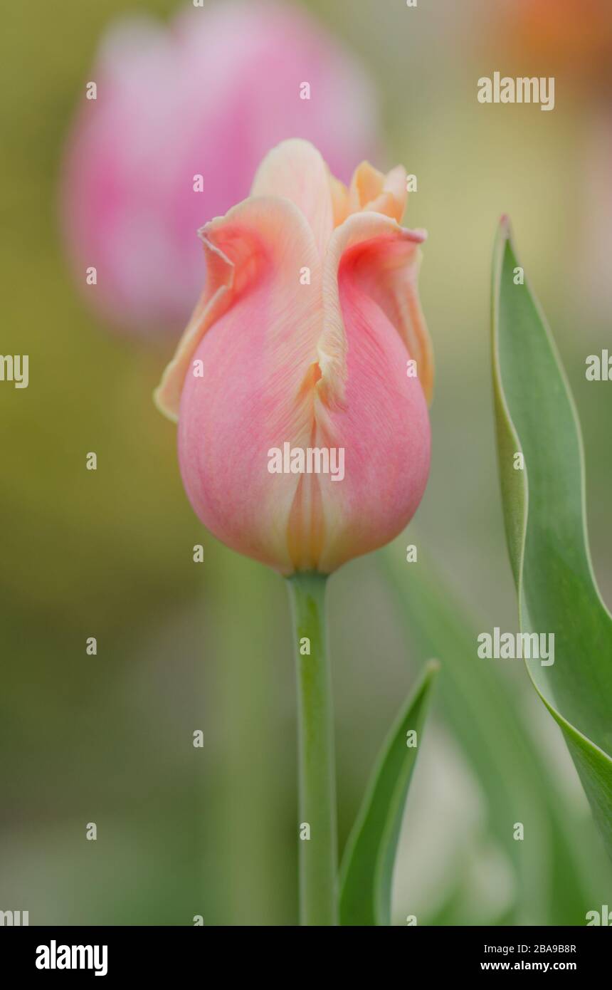 Beautiful pink tulip Blushing lady. Tulips flower beautiful background ...