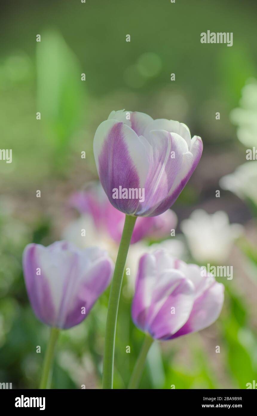 Purpe tulip edged with shades of creamy white. Tulip variety Siesta ...