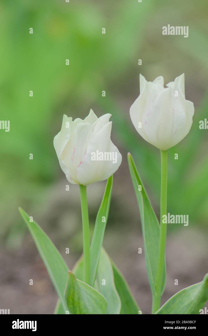 Tulip Calgary blossom. Beautiful white tulip flower with green leaf in ...