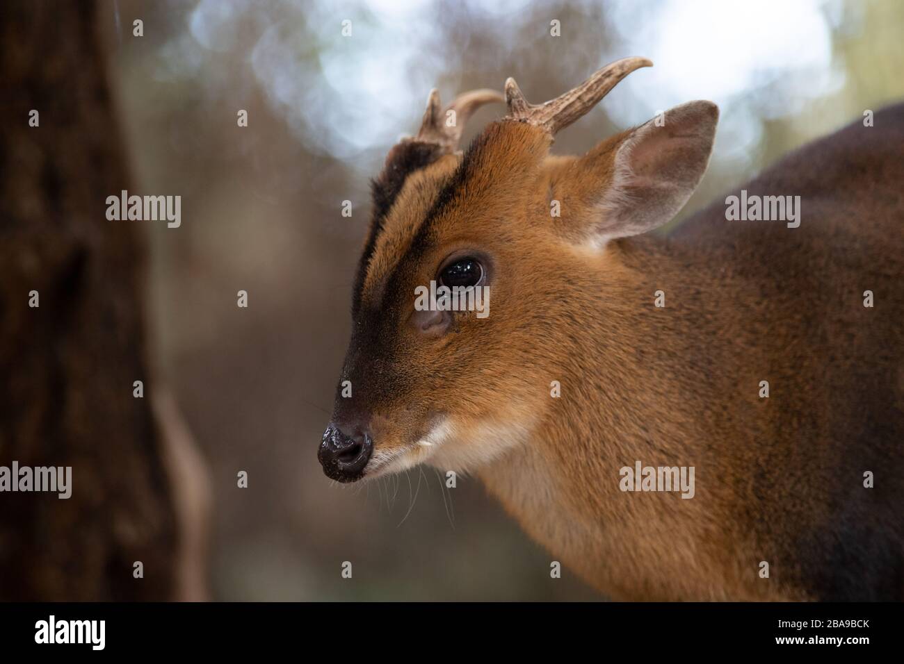 Face portrait of an adult male of muntjac deer in the forest Stock ...