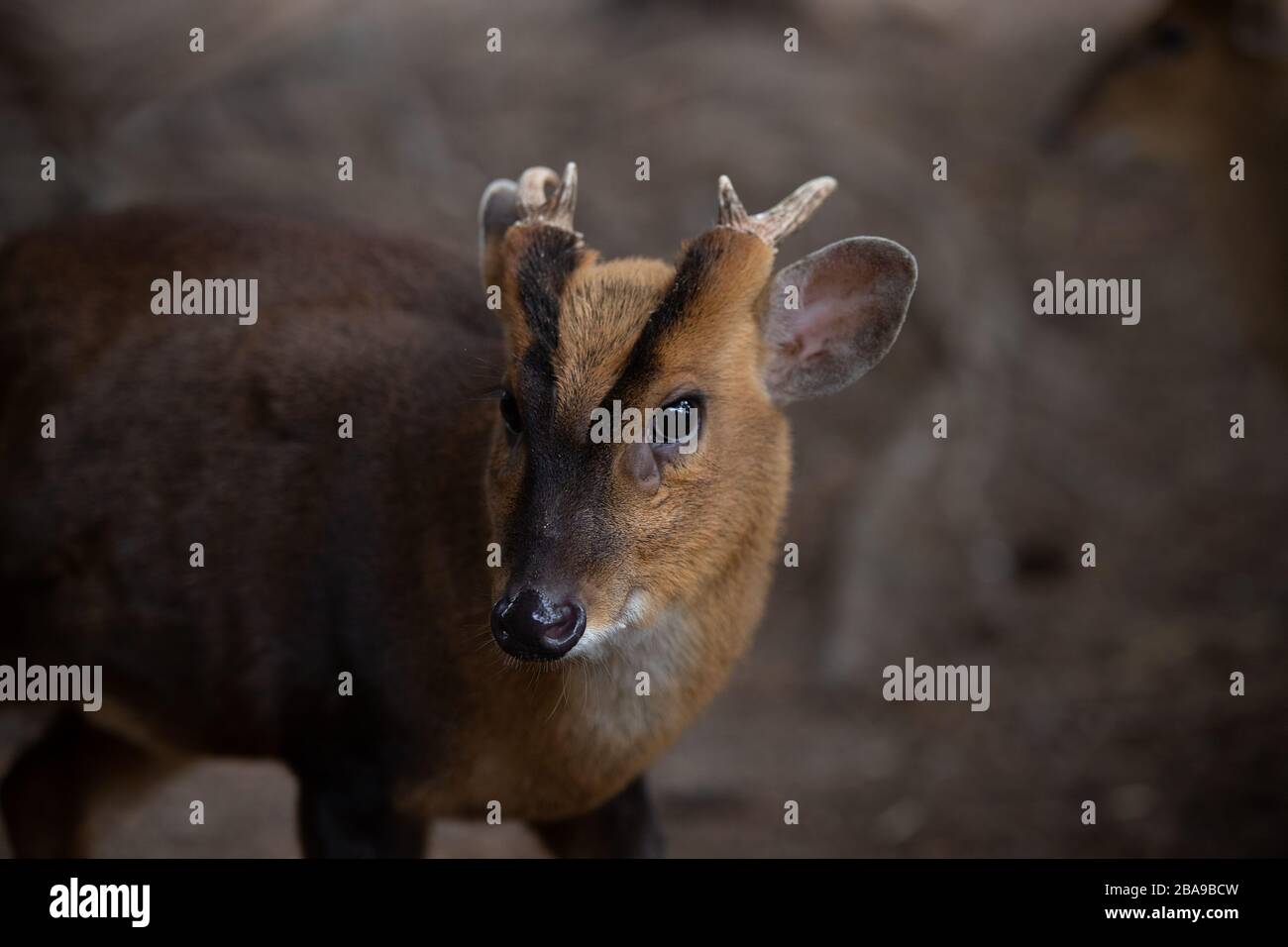 Muntjac female and male hi-res stock photography and images - Alamy