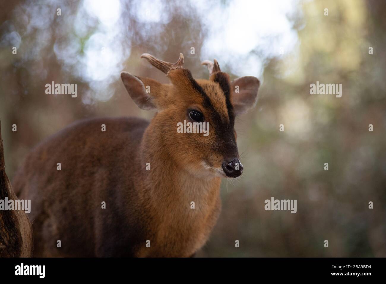 Adult male deer hi-res stock photography and images - Alamy