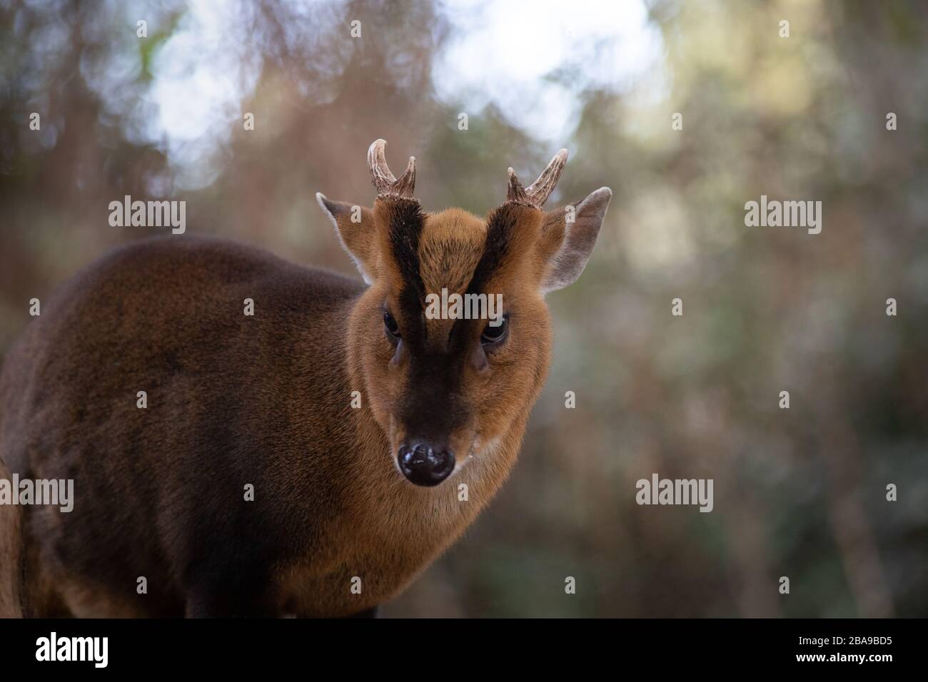 Face portrait of an adult male of muntjac deer in the forest Stock ...