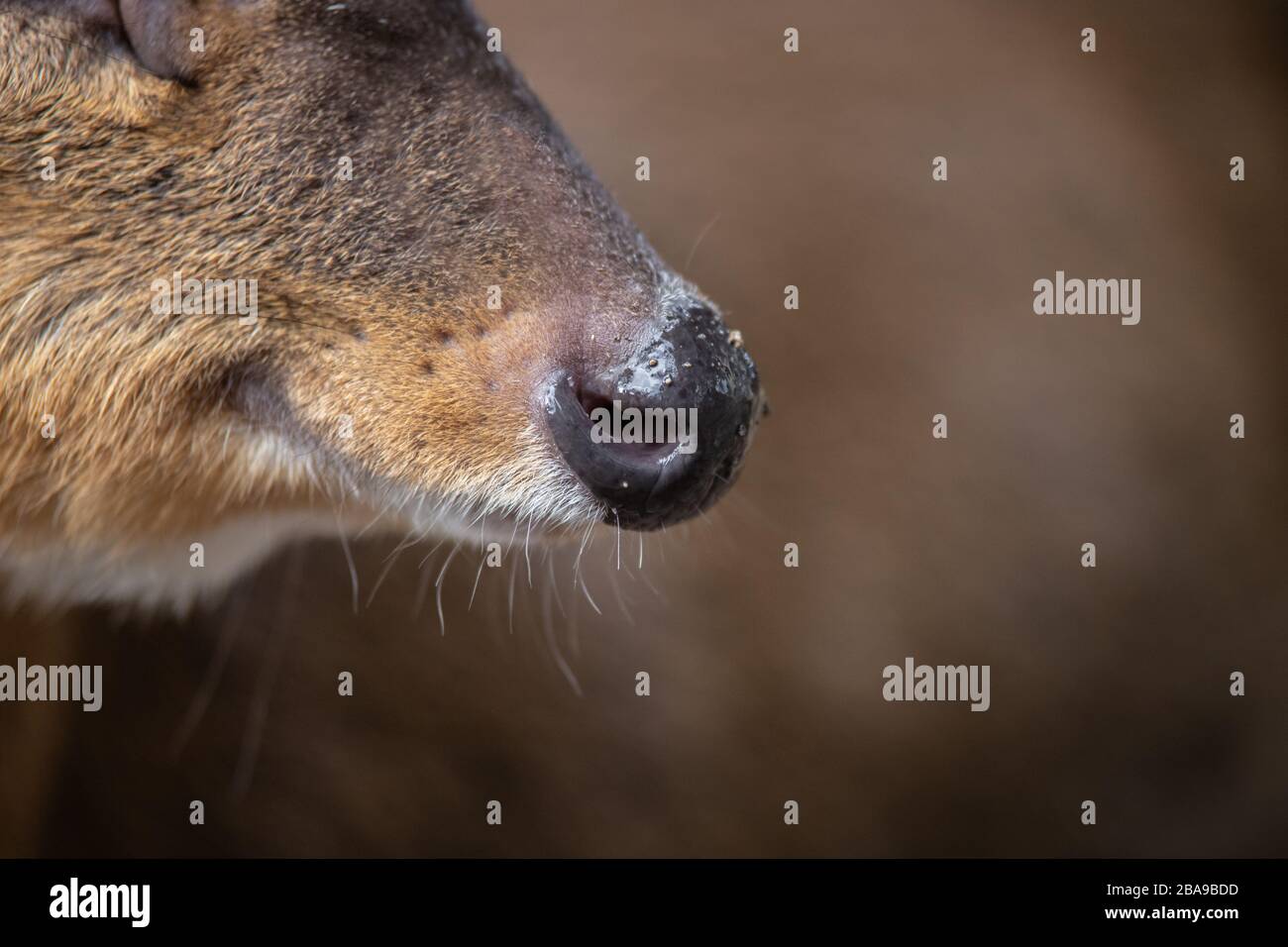 Detail of the snout of a muntjac and its nose with unfocused background ...