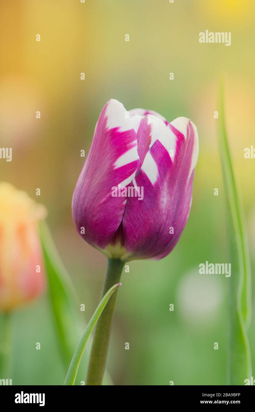 Dual colored flower hi-res stock photography and images - Alamy