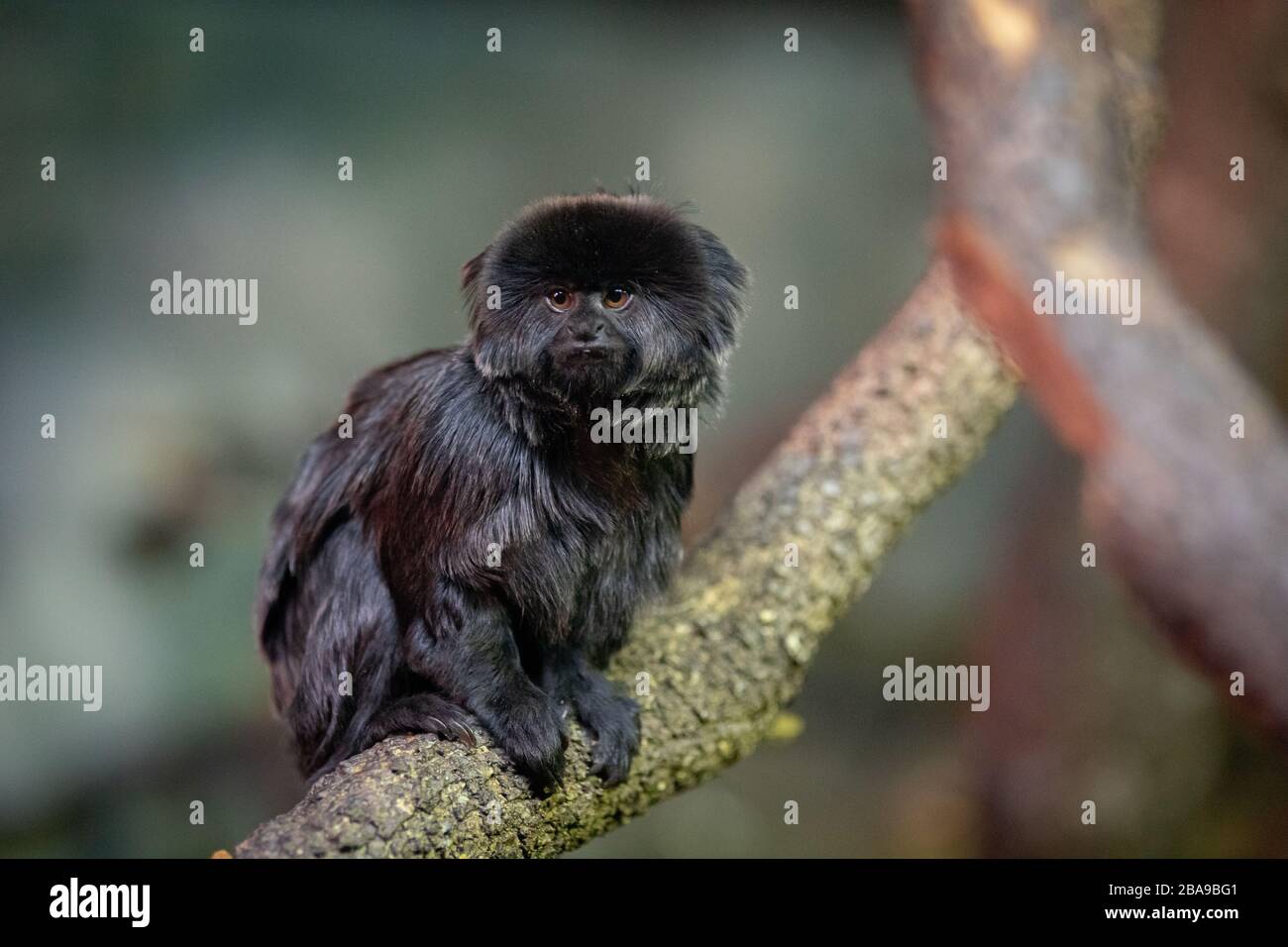 Cute marmoset hi-res stock photography and images - Alamy