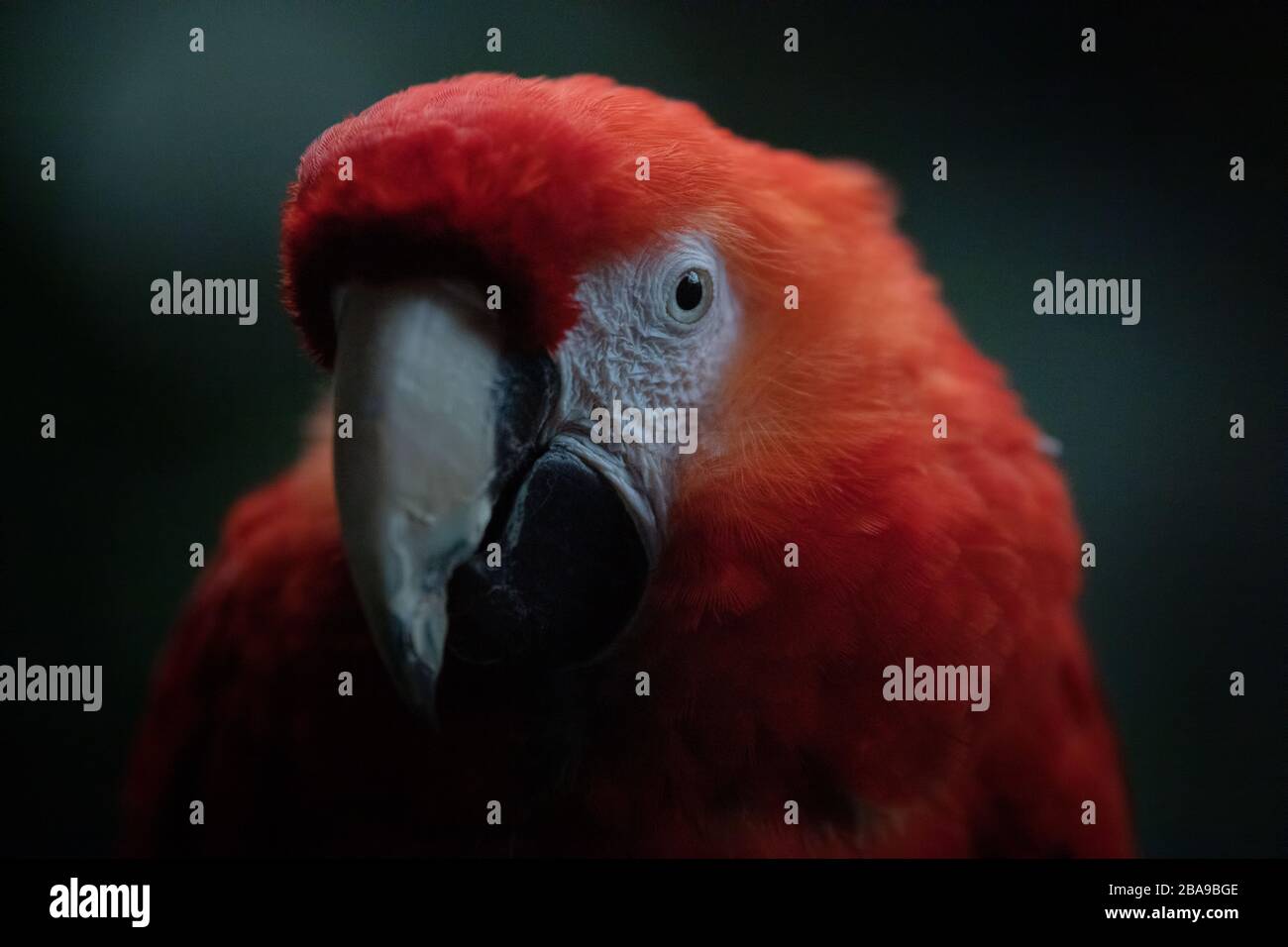 Close up face portrait of an adult scarlet macaw in the dark Stock ...