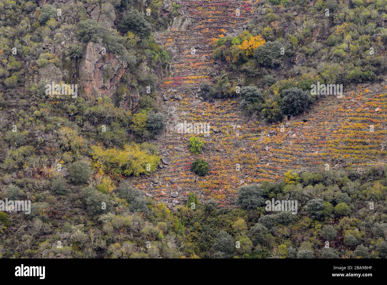Fringes of Terraced Vineyard surrounded by Forest and bushes in the ...