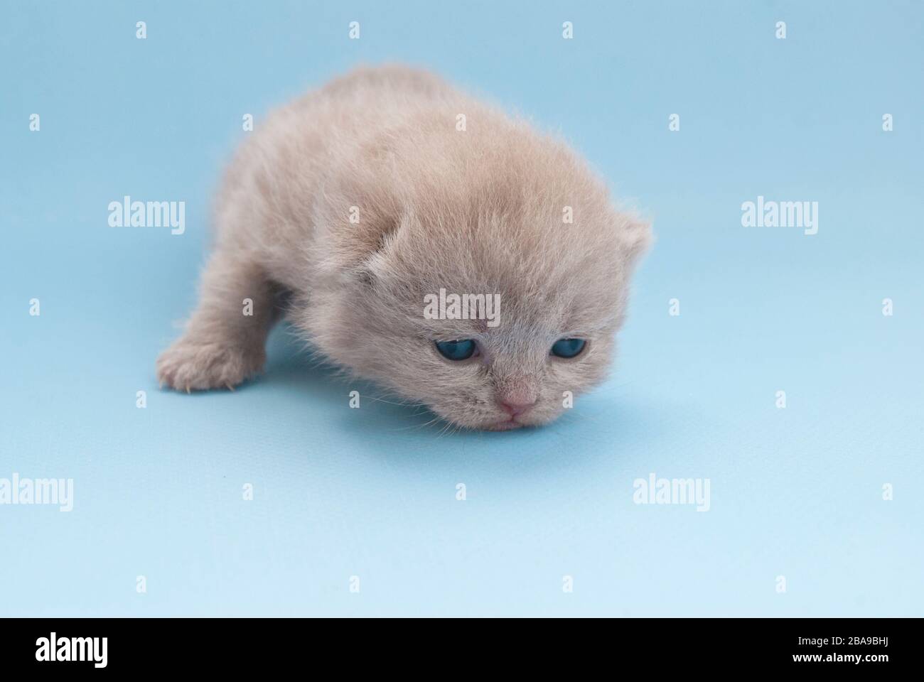 Little beige kitten learns to walk, blue background Stock Photo - Alamy