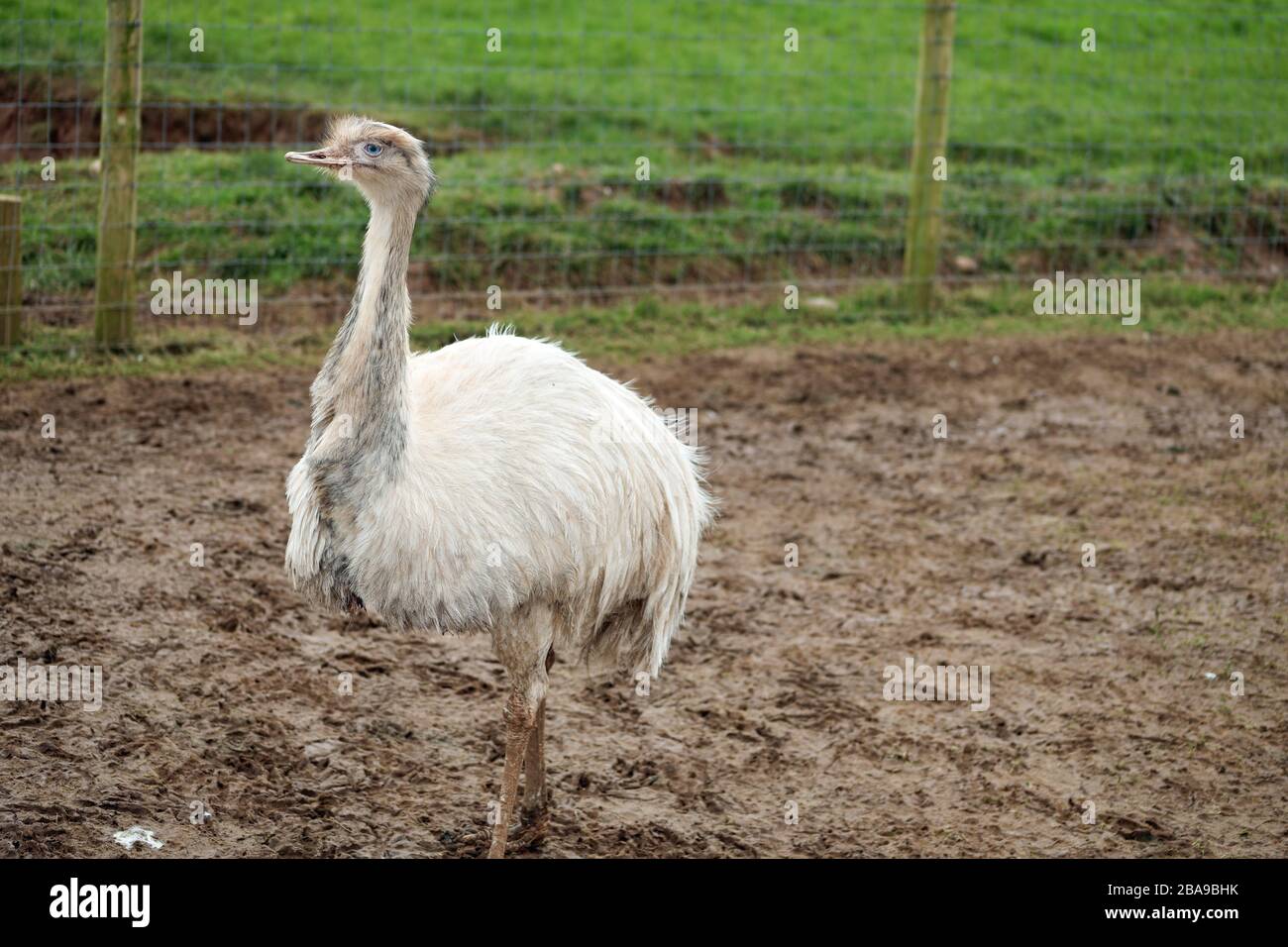 A white, blue eyed Emu, standing proud at Greendale, near Exeter in ...